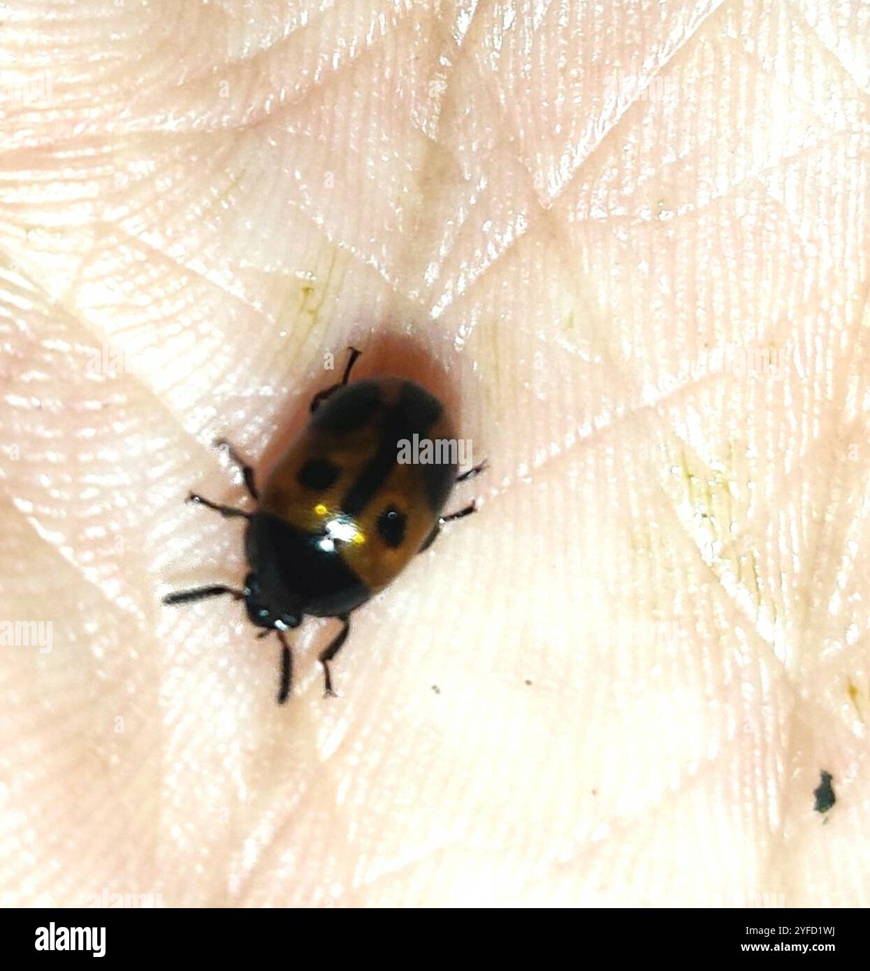 Two-spotted Diaperis (Diaperis maculata Stock Photo - Alamy