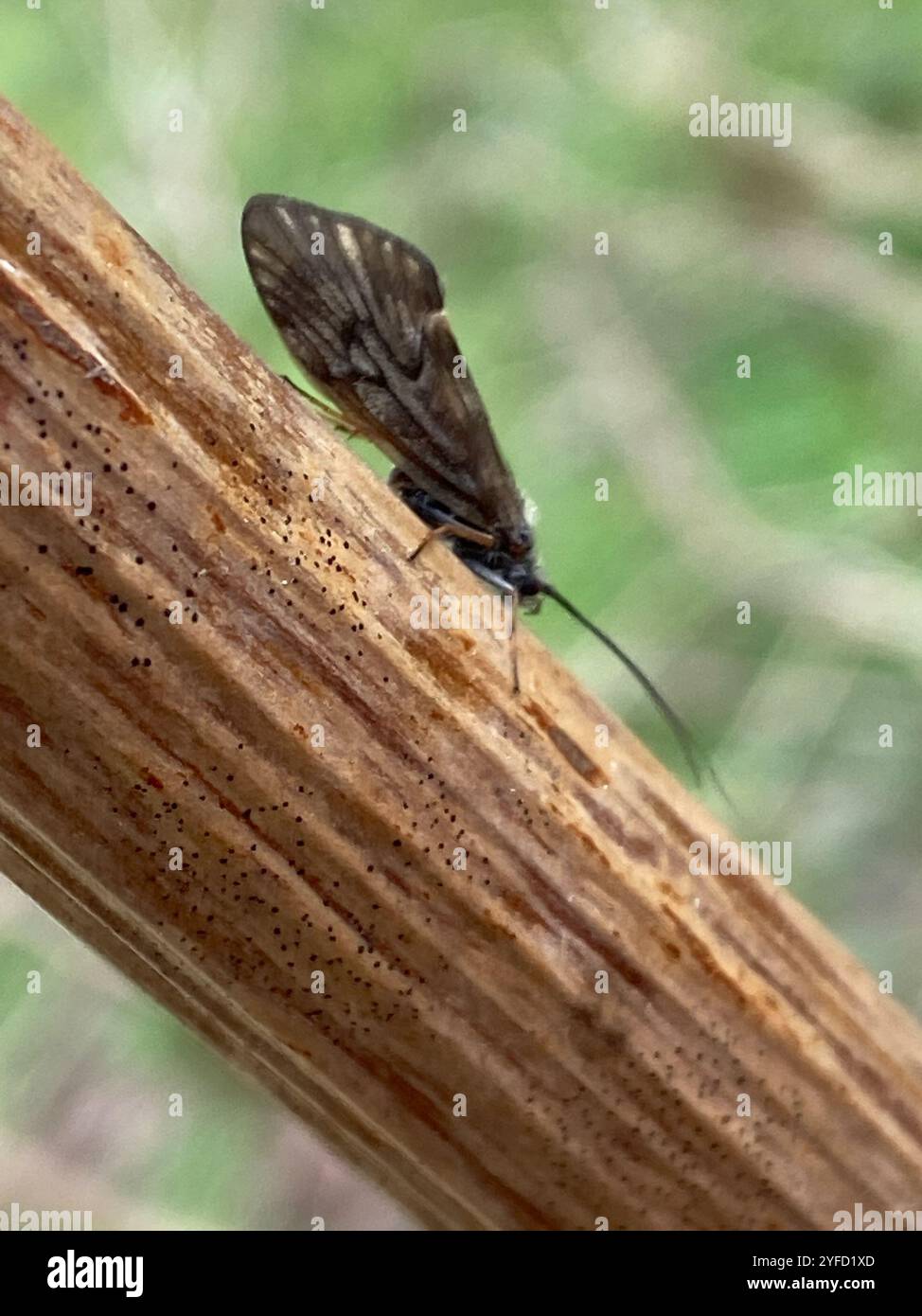 Grannom hi-res stock photography and images - Alamy