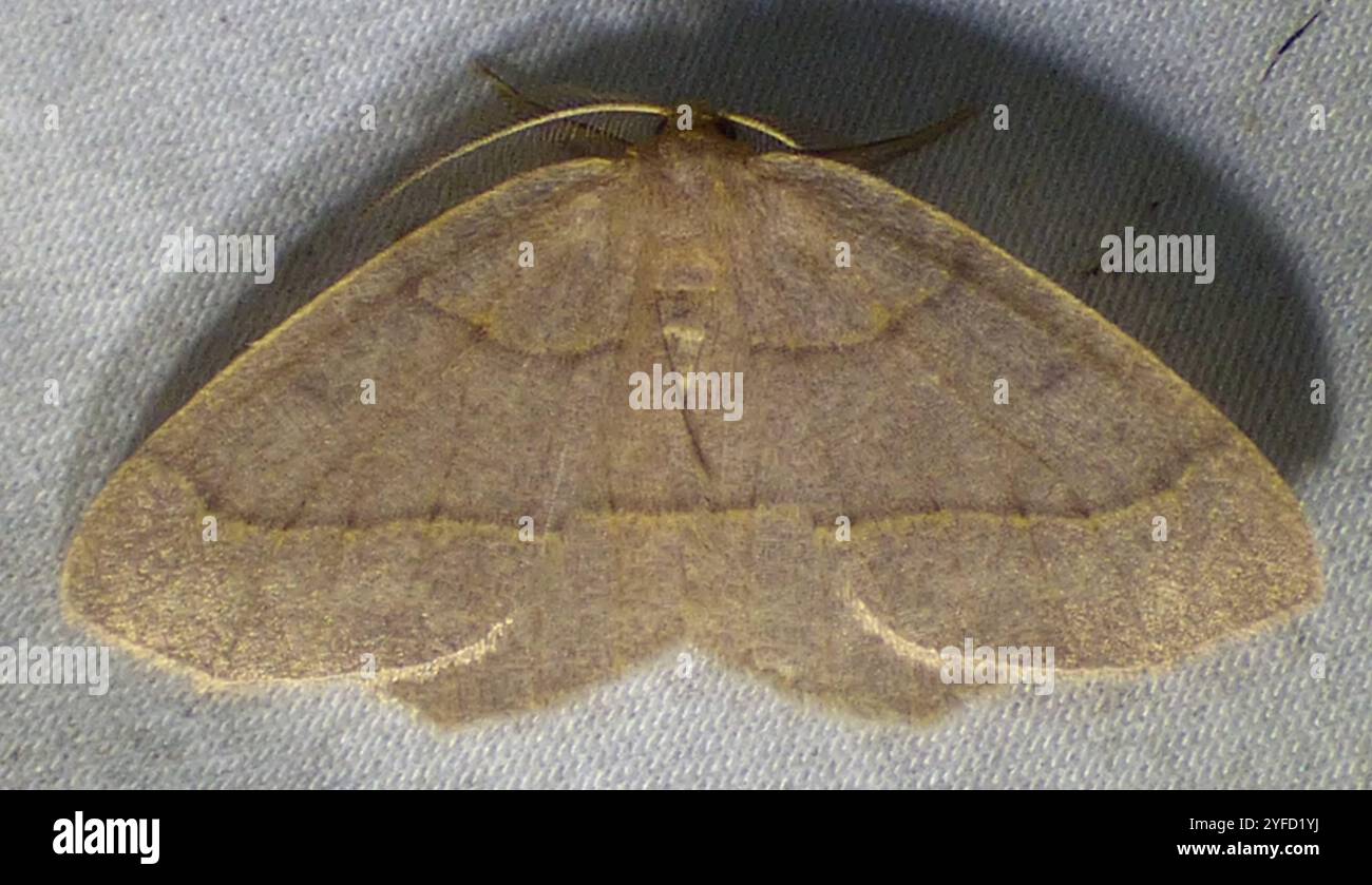 Curved-lined Looper Moth (Lambdina fervidaria Stock Photo - Alamy