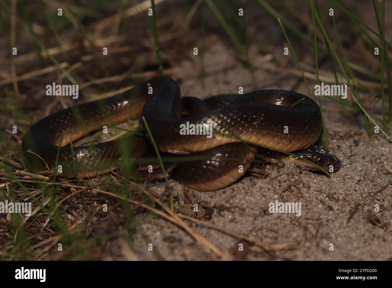 Common Brown Water Snake (Lycodonomorphus rufulus Stock Photo - Alamy