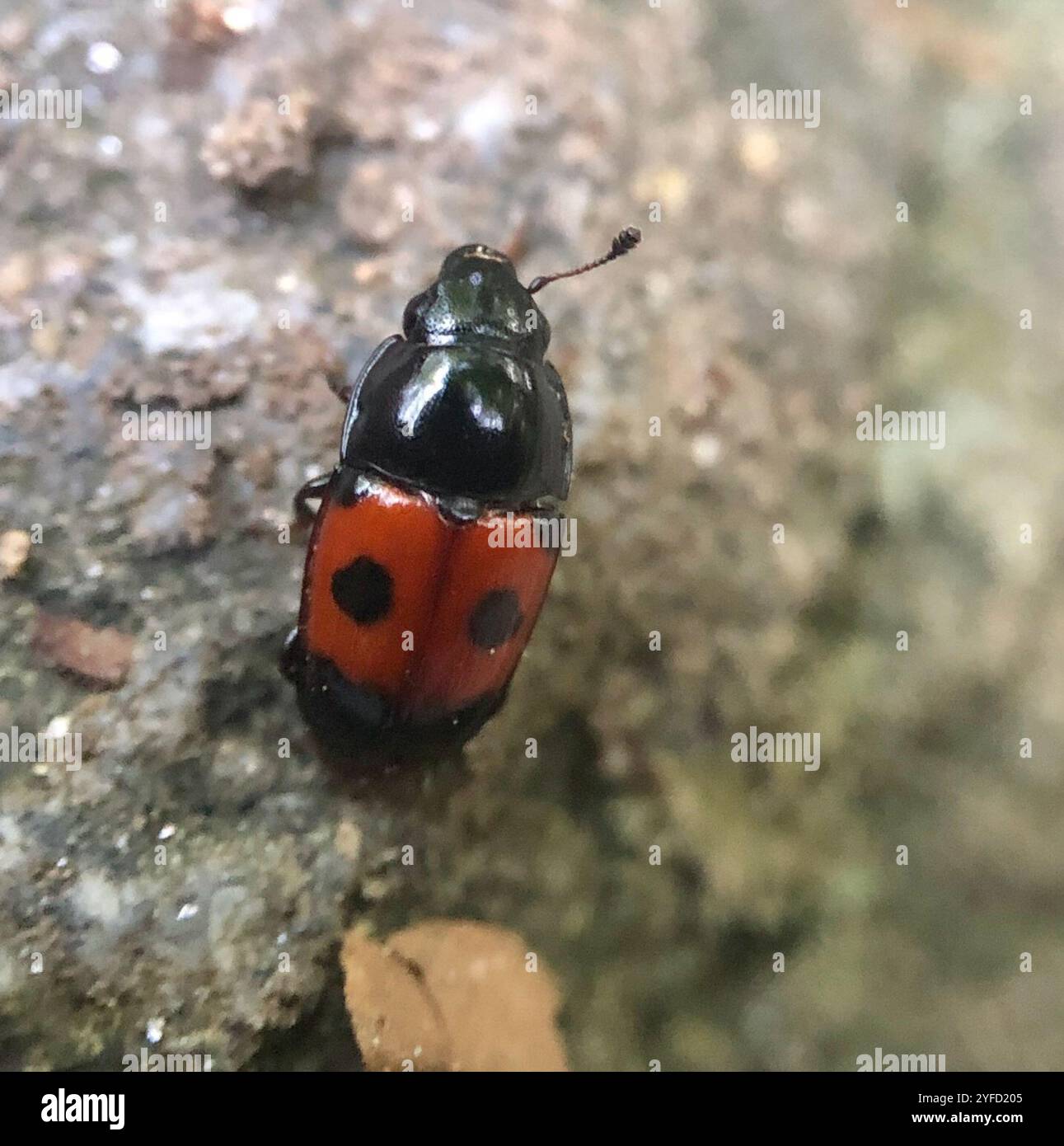 Bloody Sap Beetle (Glischrochilus sanguinolentus Stock Photo - Alamy