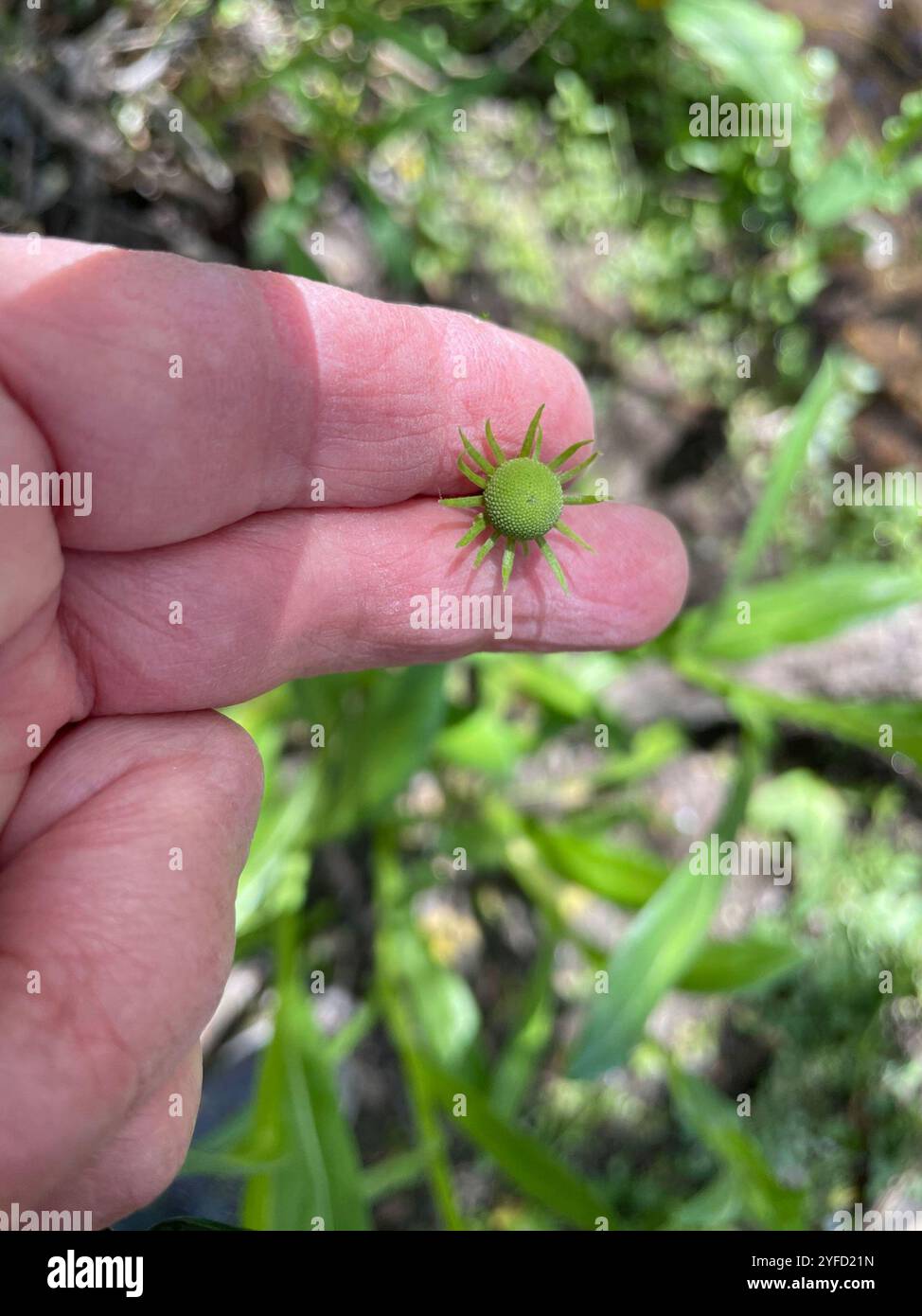 Rosilla hi-res stock photography and images - Alamy