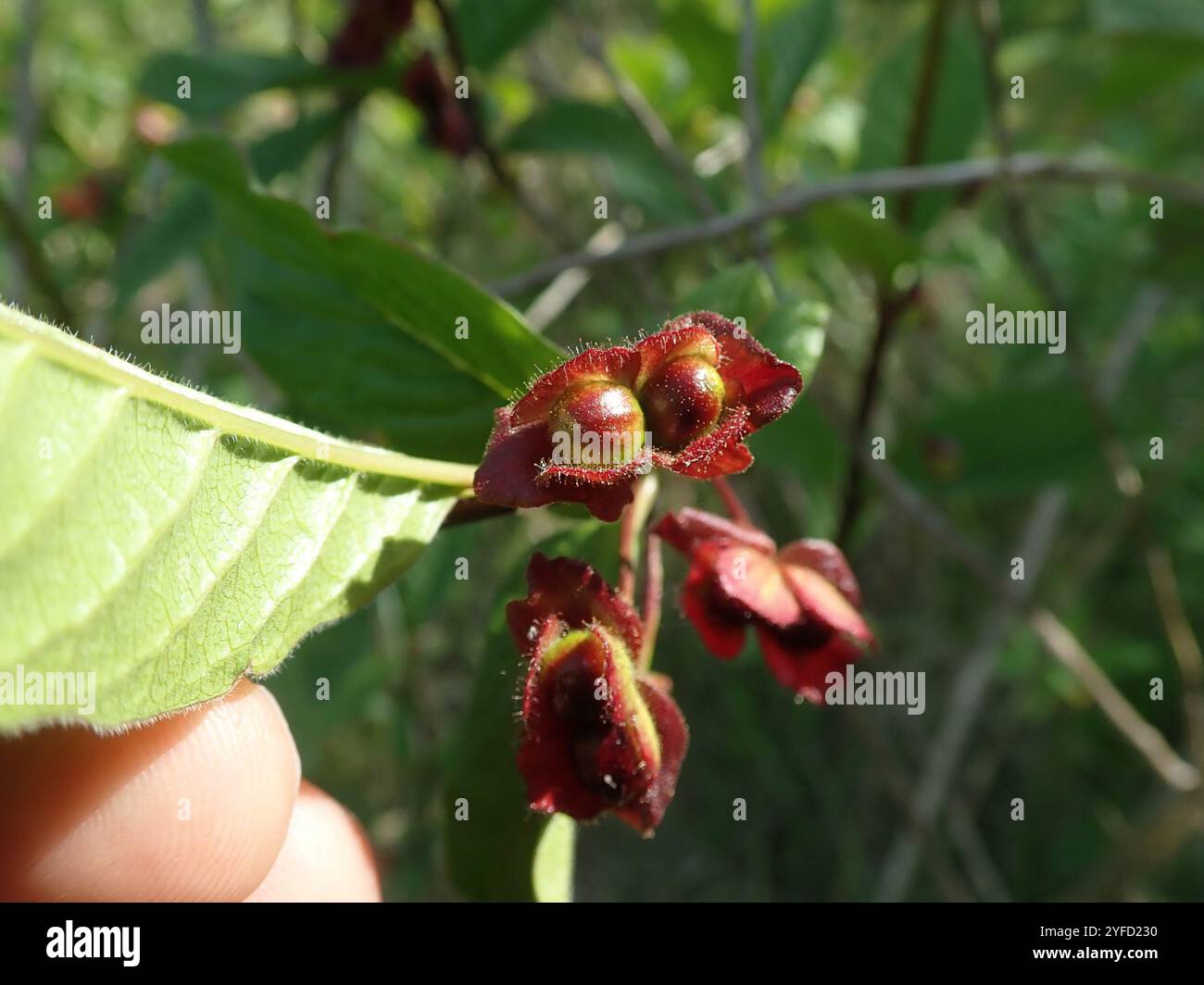 twinberry honeysuckle (Lonicera involucrata Stock Photo - Alamy