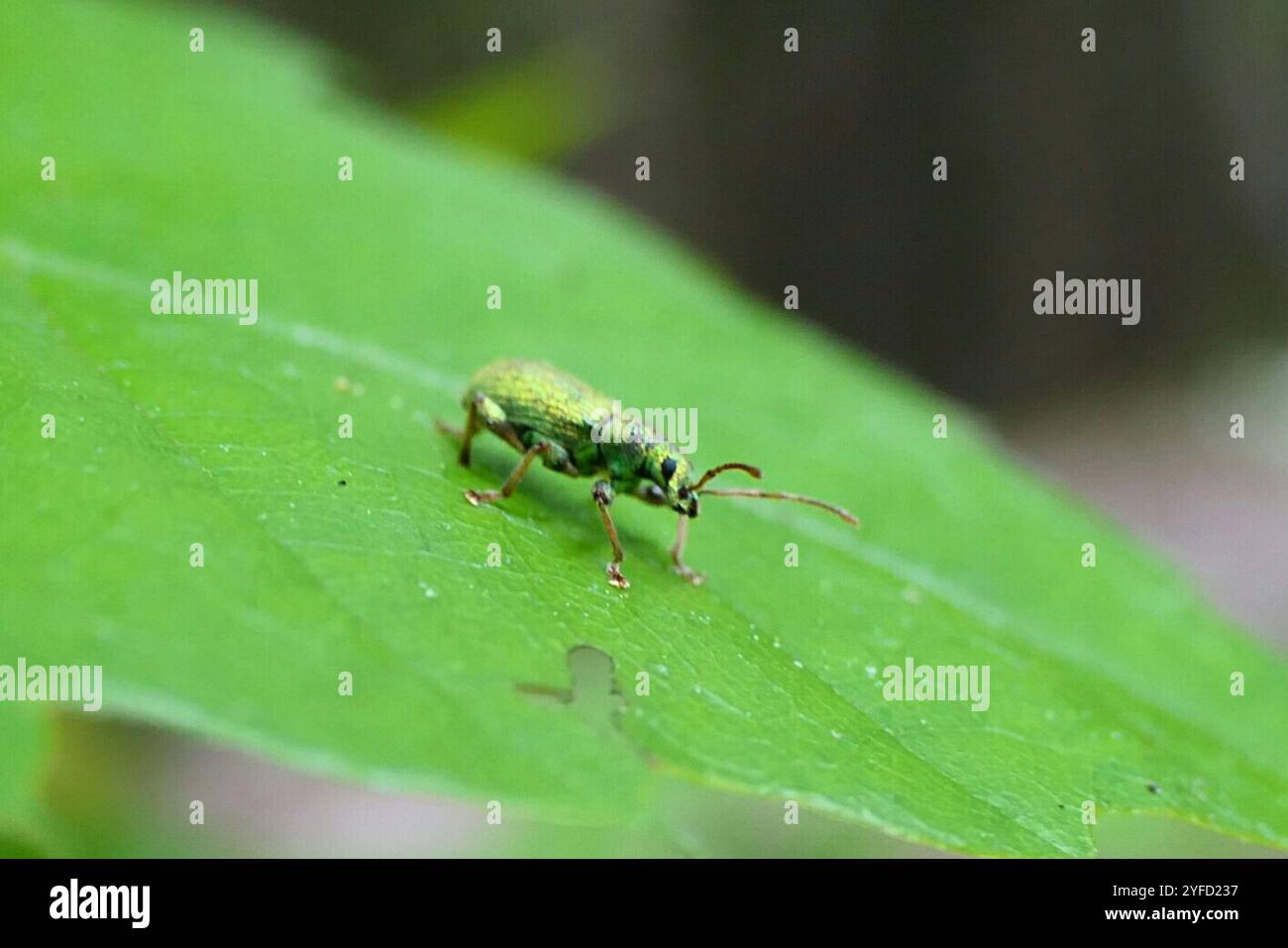 Broad-nosed Weevils (Entiminae Stock Photo - Alamy