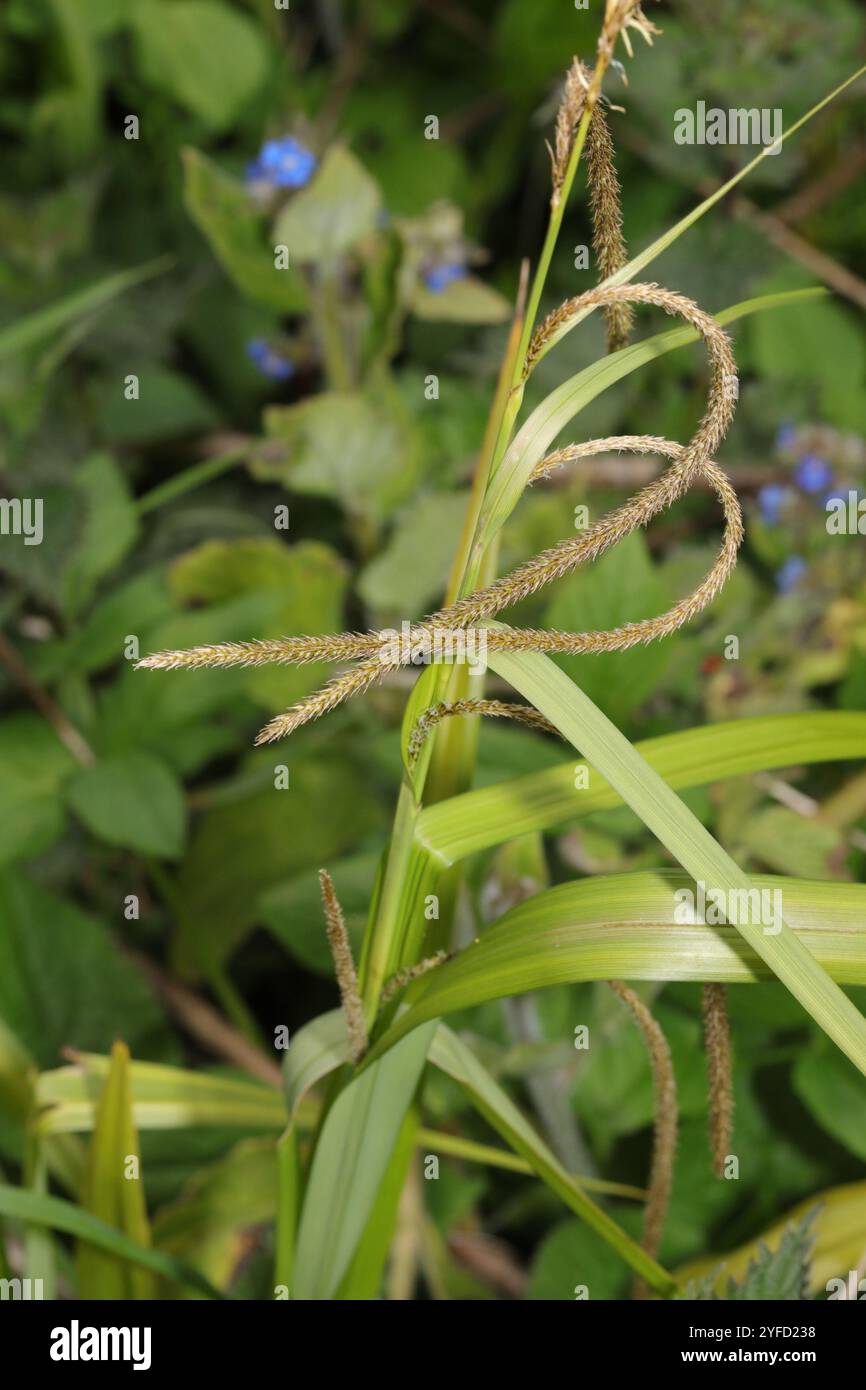 Hanging sedge (Carex pendula Stock Photo - Alamy