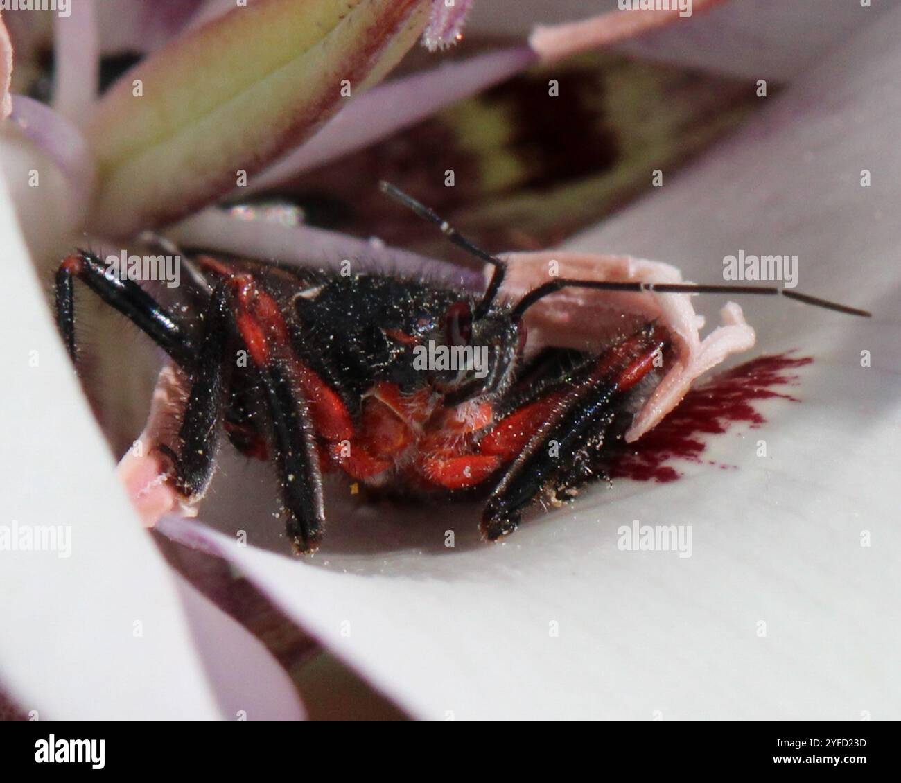 California Bee Assassin (Apiomerus californicus Stock Photo - Alamy