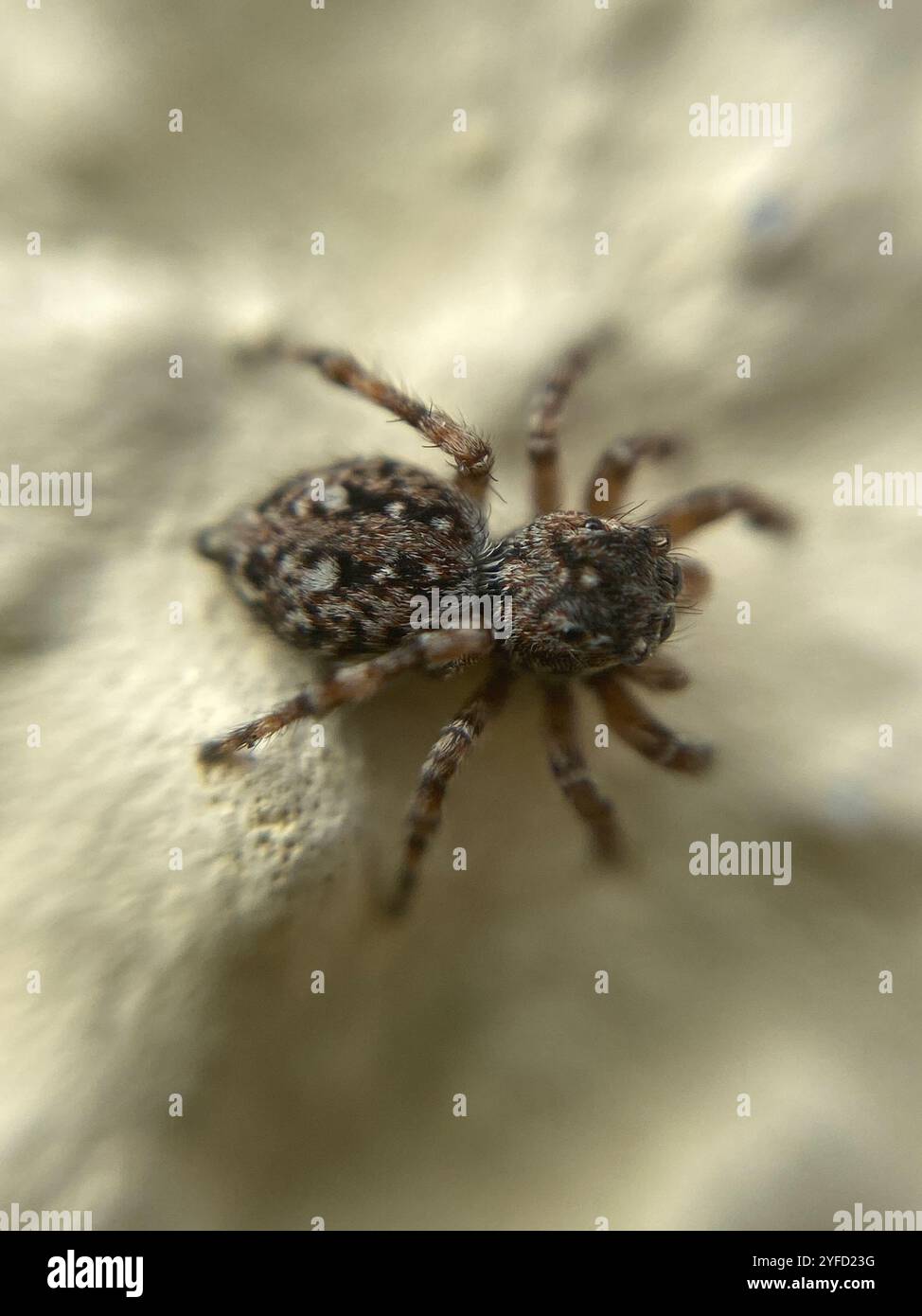 Downy jumping spider (Attulus pubescens Stock Photo - Alamy