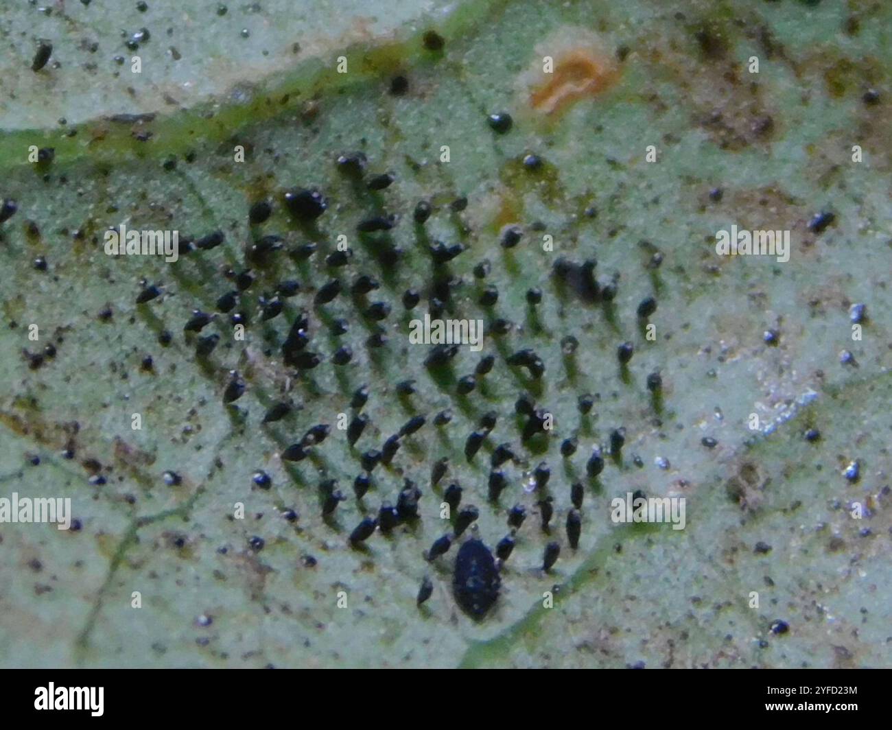 Lace Bugs (Tingidae Stock Photo - Alamy