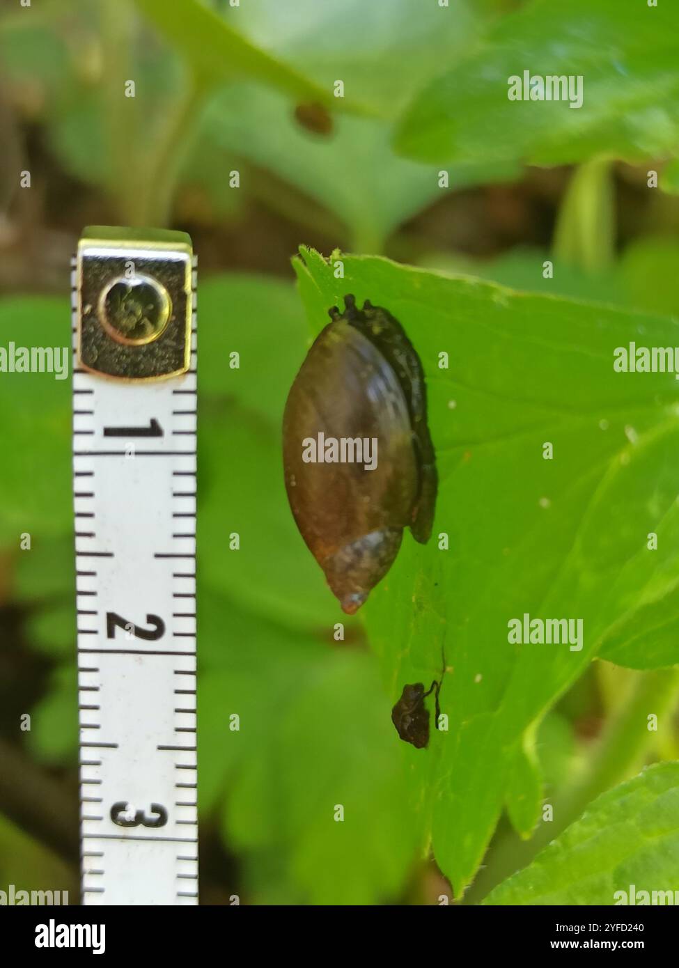 Common European Ambersnail (Succinea putris Stock Photo - Alamy