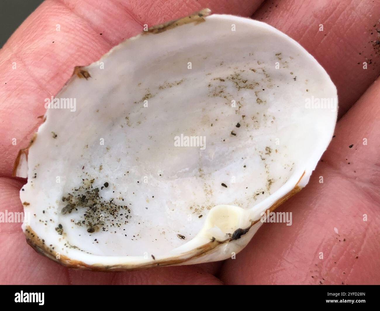 Tresus hi-res stock photography and images - Alamy