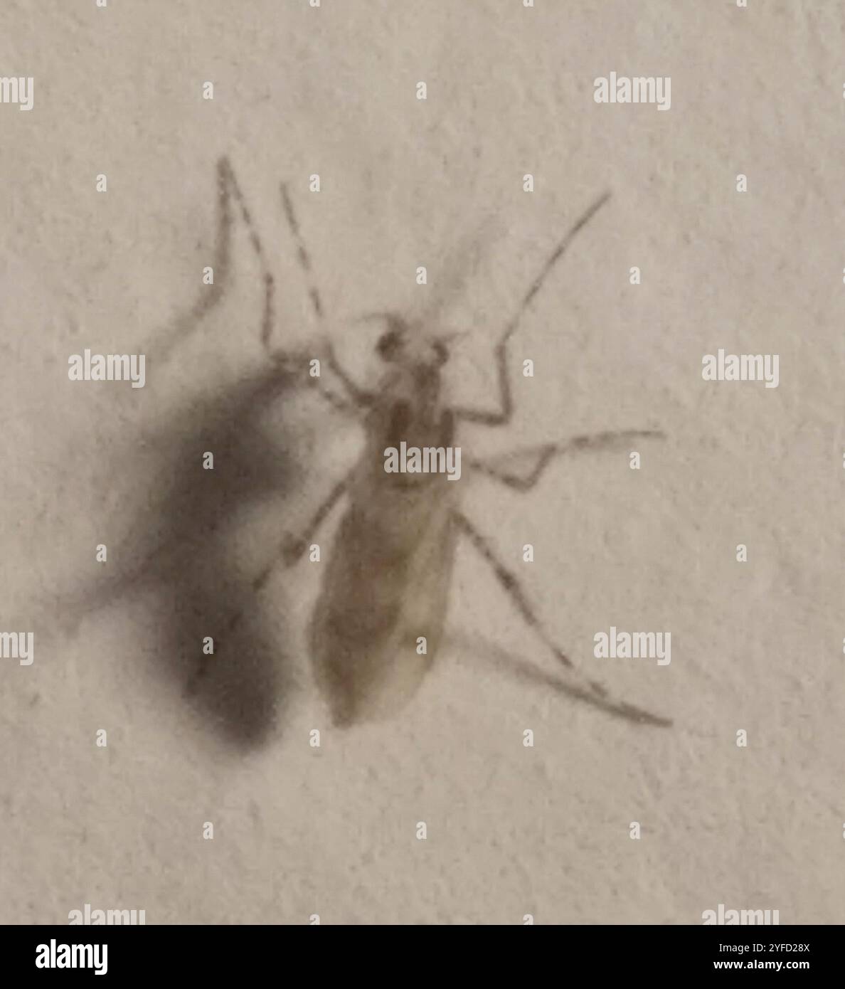 Phantom Midges (Chaoboridae Stock Photo - Alamy