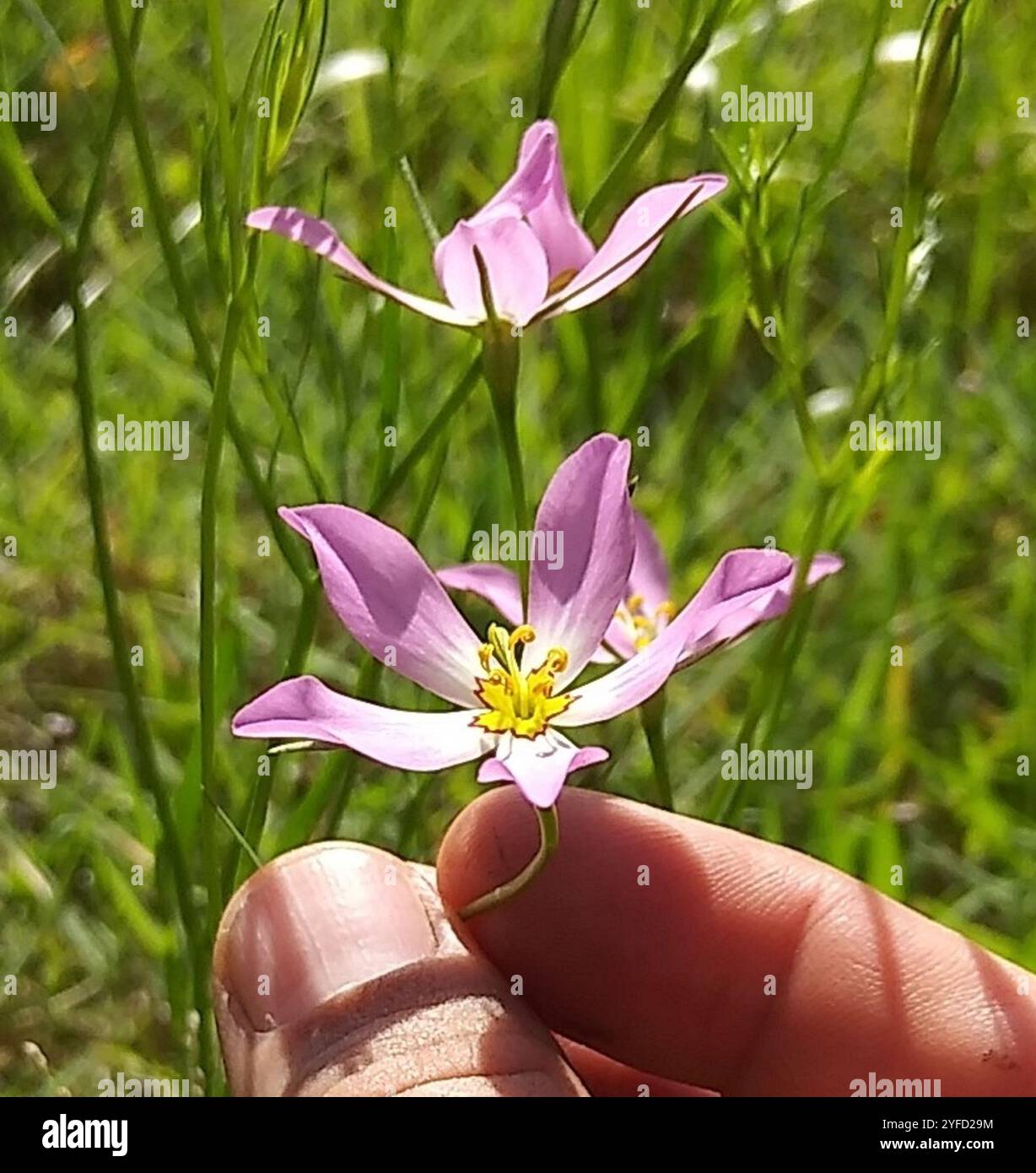 marsh pink (Sabatia stellaris Stock Photo - Alamy