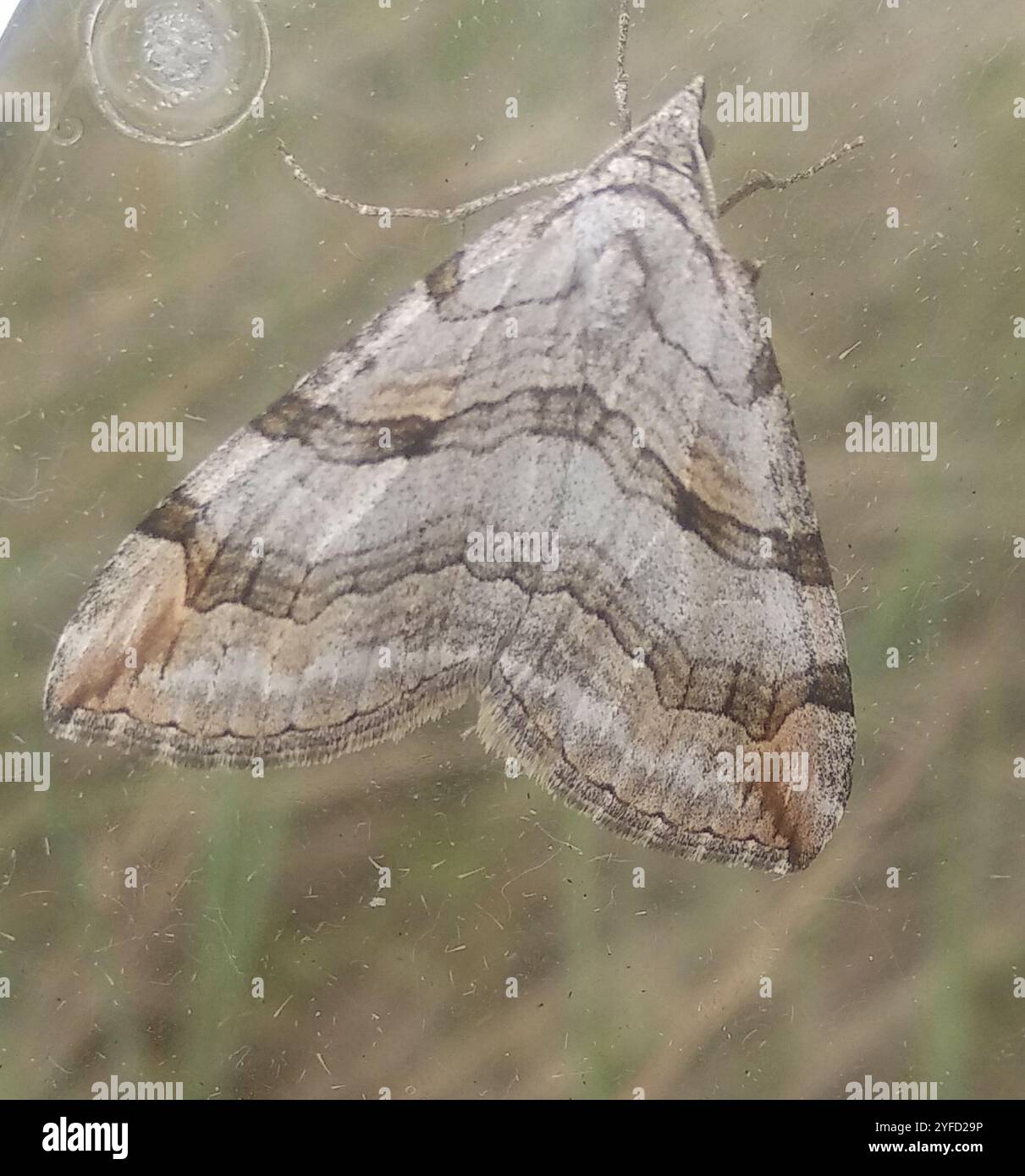 Treble Bar (Aplocera plagiata Stock Photo - Alamy