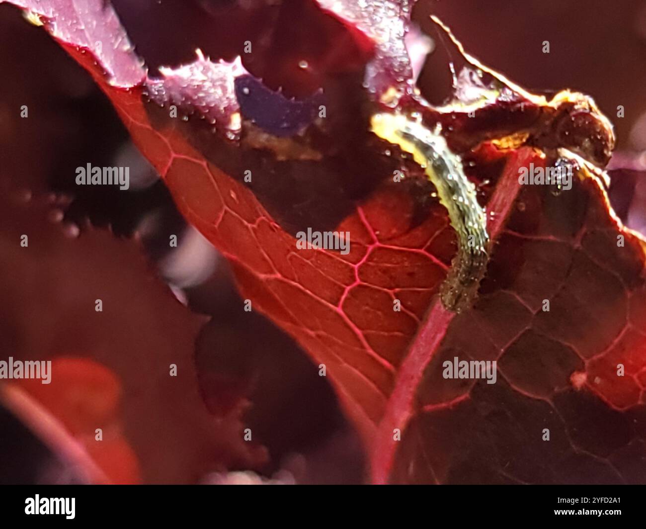 Crambid Snout Moths (Crambidae Stock Photo - Alamy