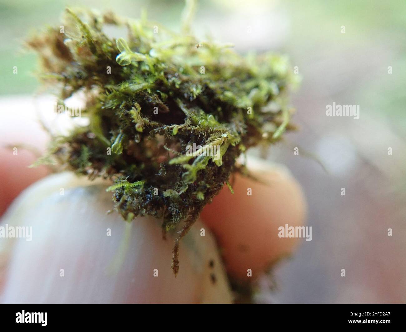 Rock Veilwort (Metzgeria conjugata Stock Photo - Alamy