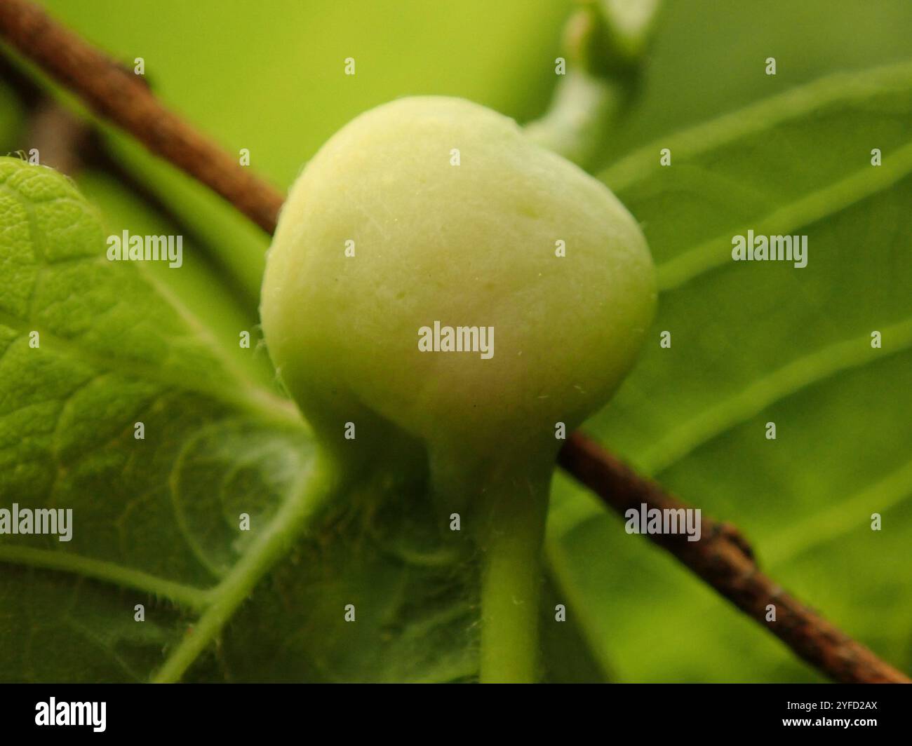 Hackberry Petiole Gall Psyllid (Pachypsylla venusta Stock Photo - Alamy
