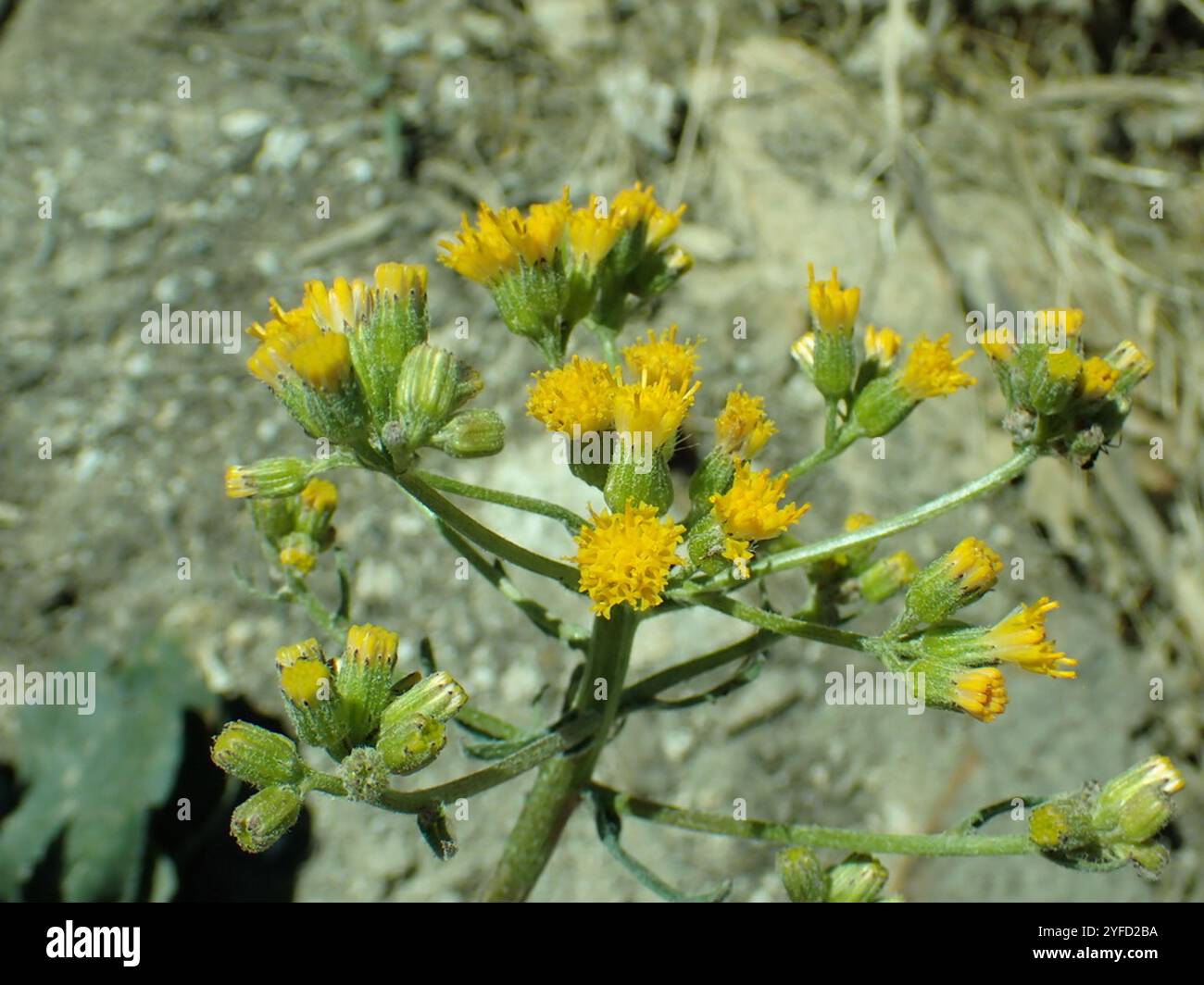 rayless ragwort (Senecio aronicoides Stock Photo - Alamy