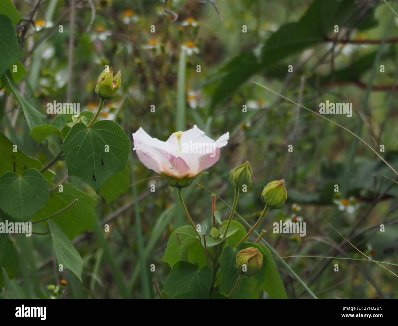 Taiwan cotton rose (Hibiscus taiwanensis Stock Photo - Alamy