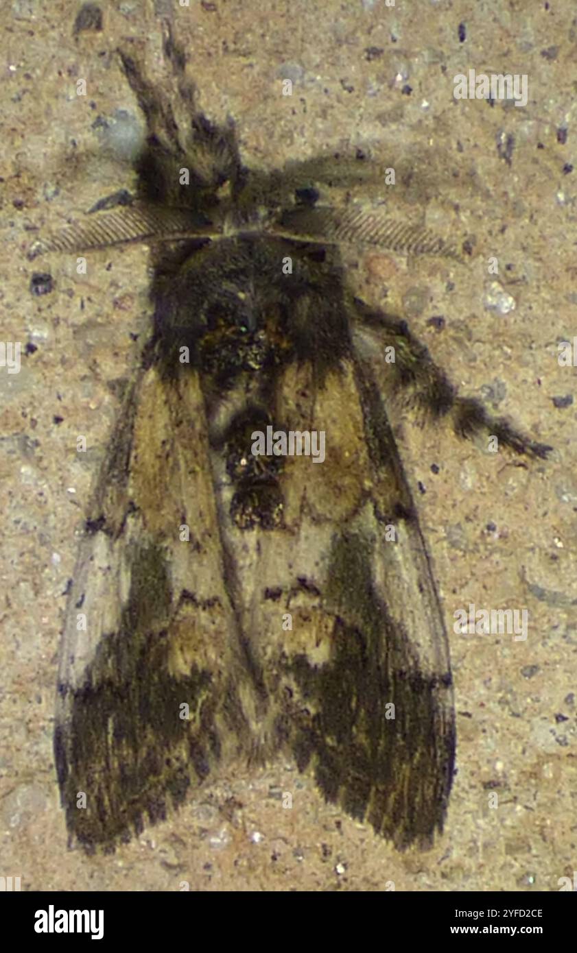 Southern Tussock Moth (Dasychira meridionalis Stock Photo - Alamy