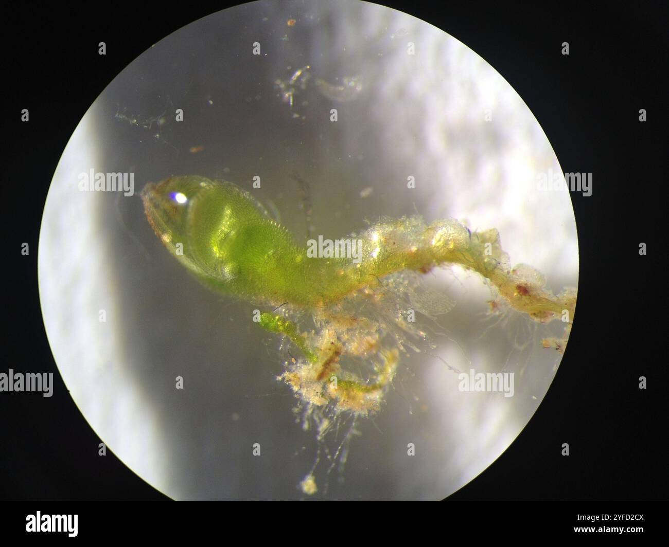 Crenulated Flapwort (Solenostoma gracillimum Stock Photo - Alamy