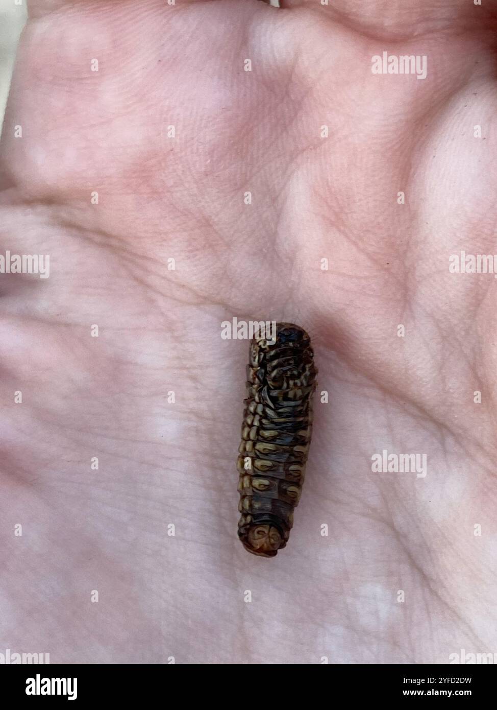 Winged and Once-winged Insects (Pterygota Stock Photo - Alamy