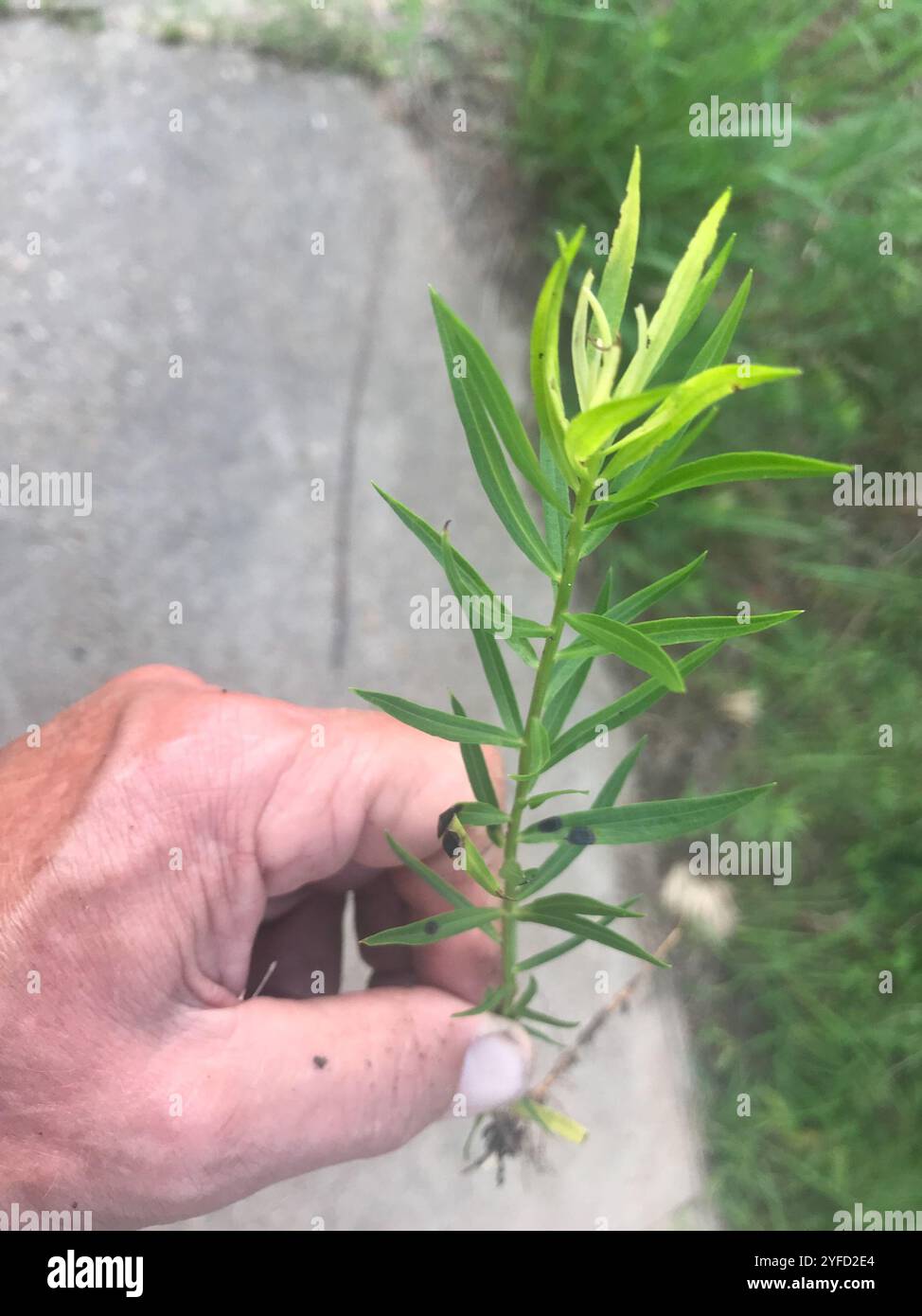 Narrowleaf Marsh-elder (Iva angustifolia Stock Photo - Alamy