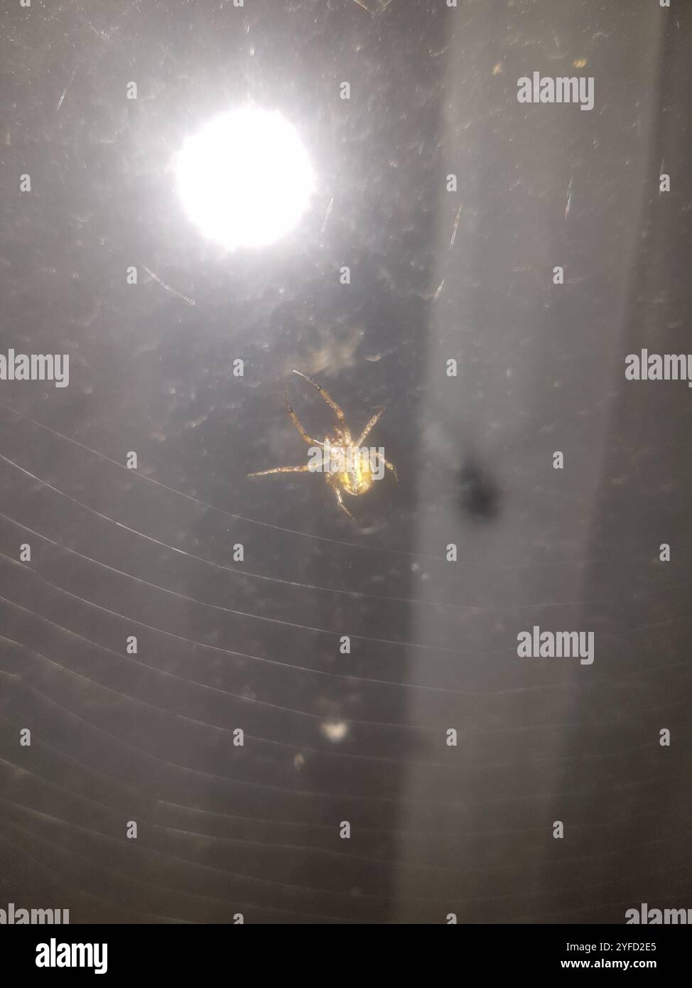 Silver-sided Sector Spider (Zygiella x-notata Stock Photo - Alamy