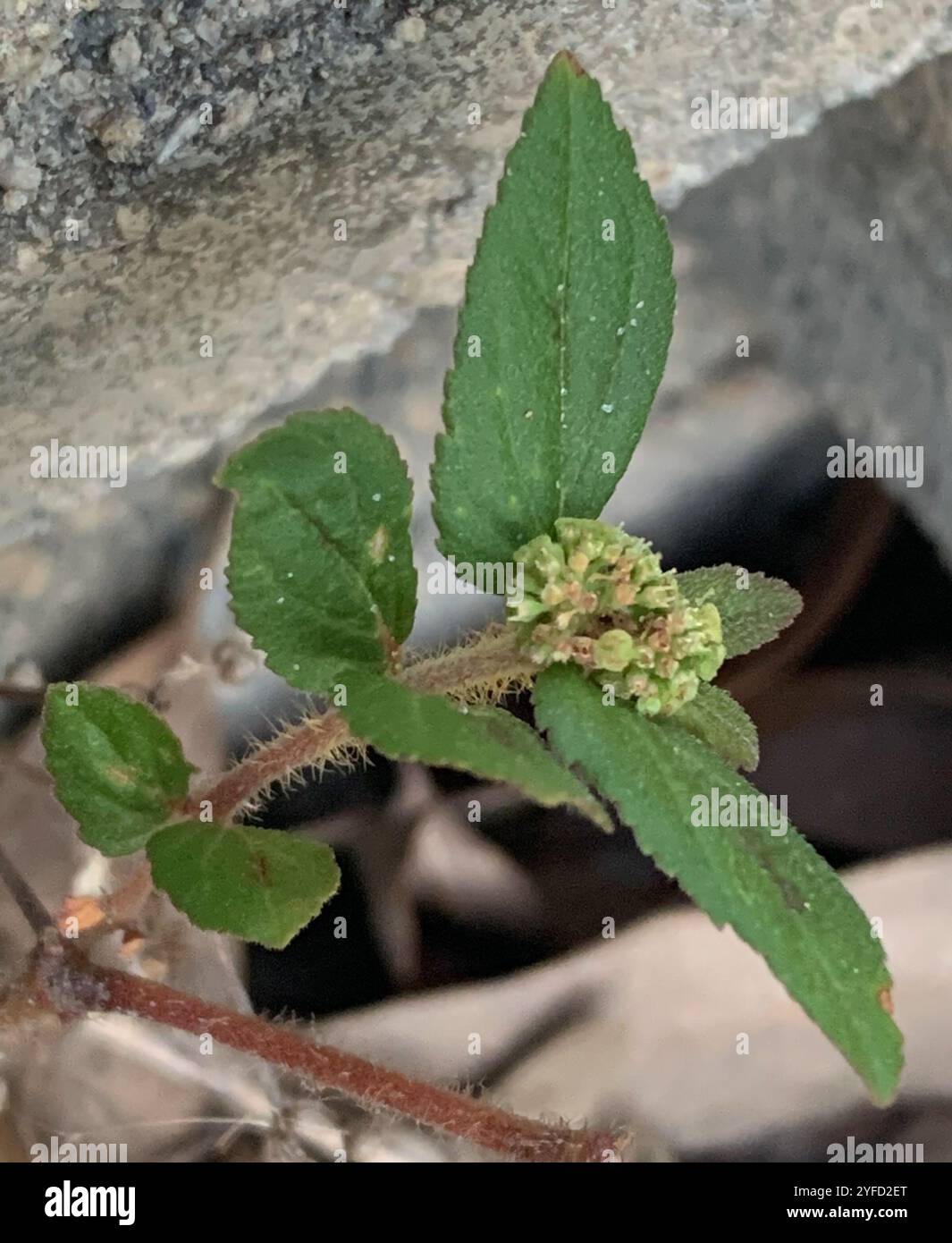 Asthma plant (Euphorbia hirta Stock Photo - Alamy