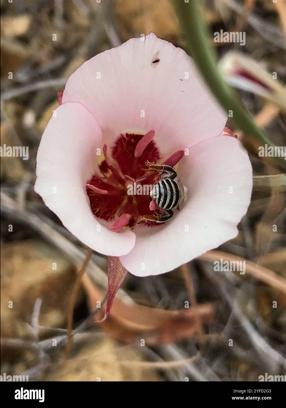 Anthophora urbana hi-res stock photography and images - Alamy