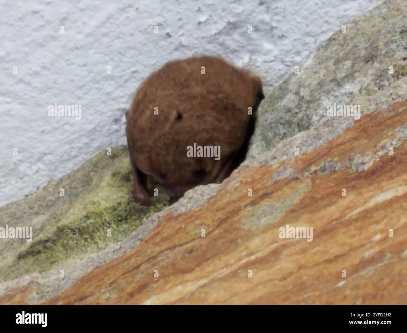 Tricolored Bat (Perimyotis subflavus Stock Photo - Alamy