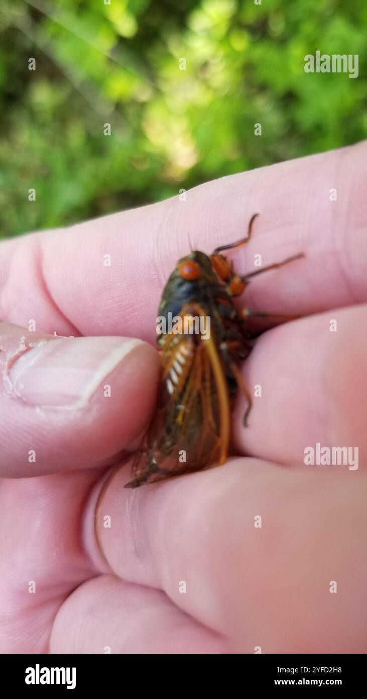 Cassin's 17-year Cicada (Magicicada cassinii Stock Photo - Alamy