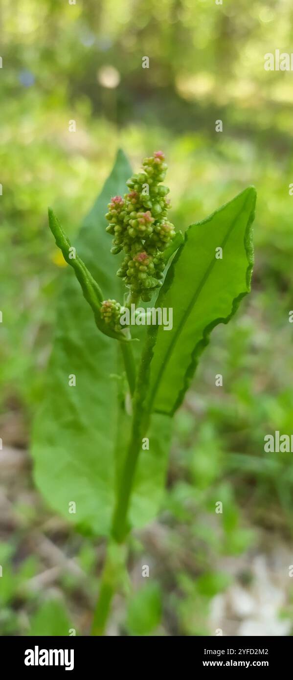 Common Sorrel (Rumex acetosa Stock Photo - Alamy