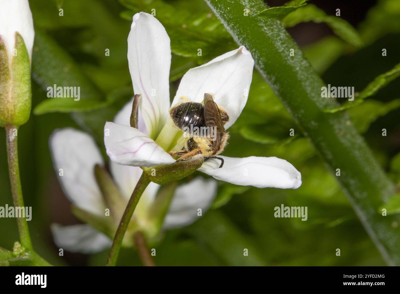 Mining Bees (Andrena Stock Photo - Alamy