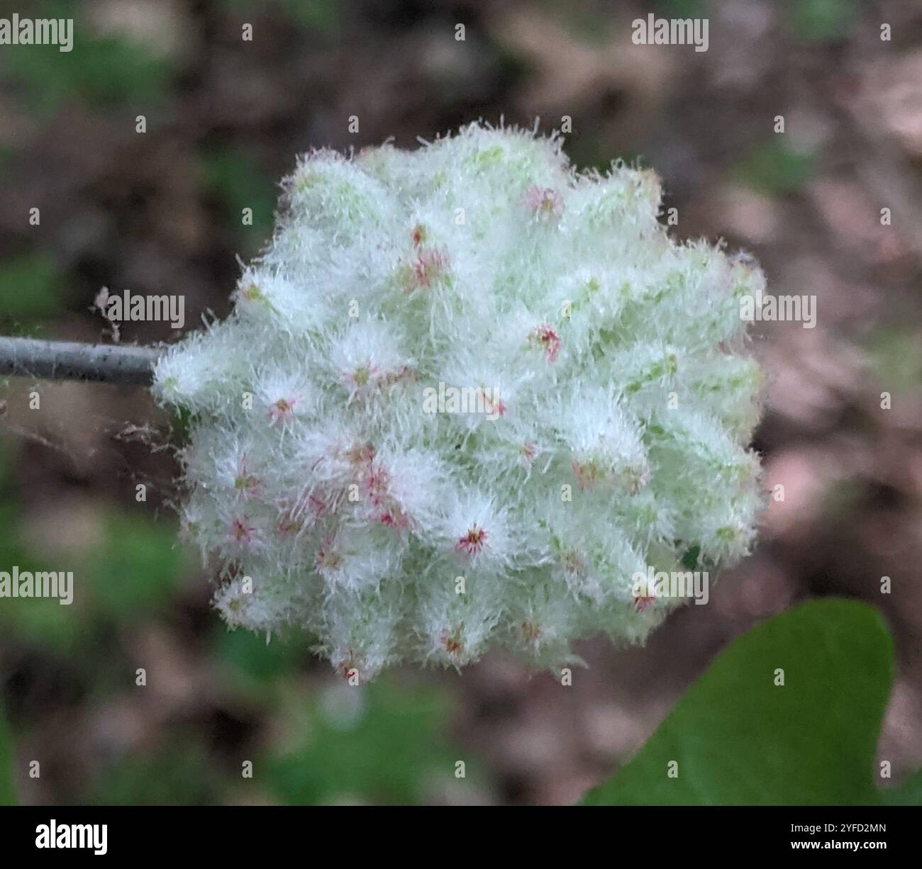 Wool Sower Gall Wasp (Callirhytis seminator Stock Photo - Alamy