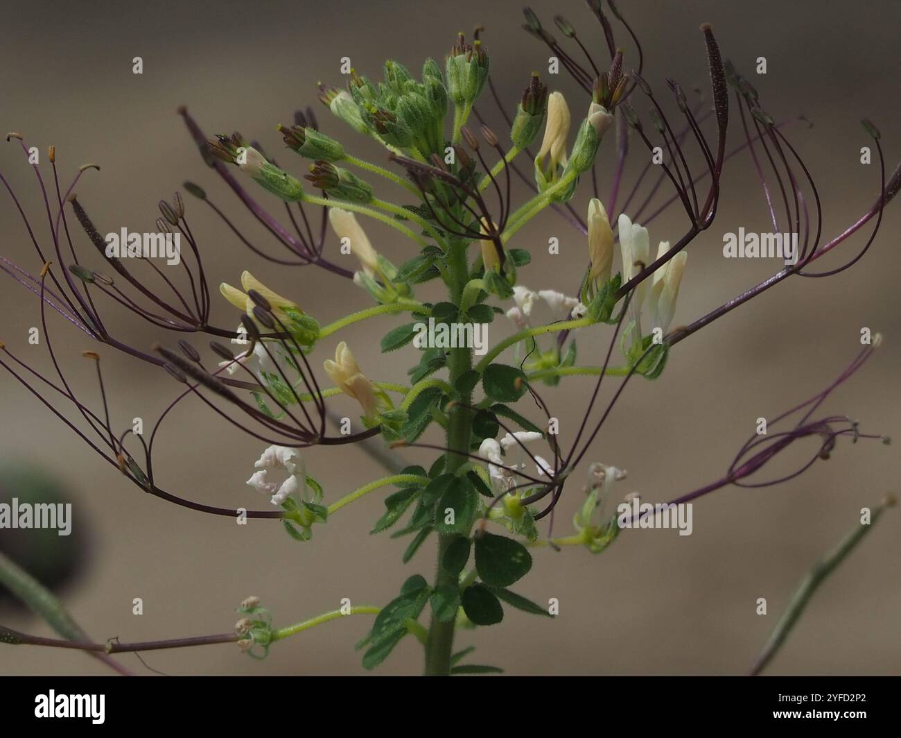 Spiderwisp (Cleome gynandra Stock Photo - Alamy