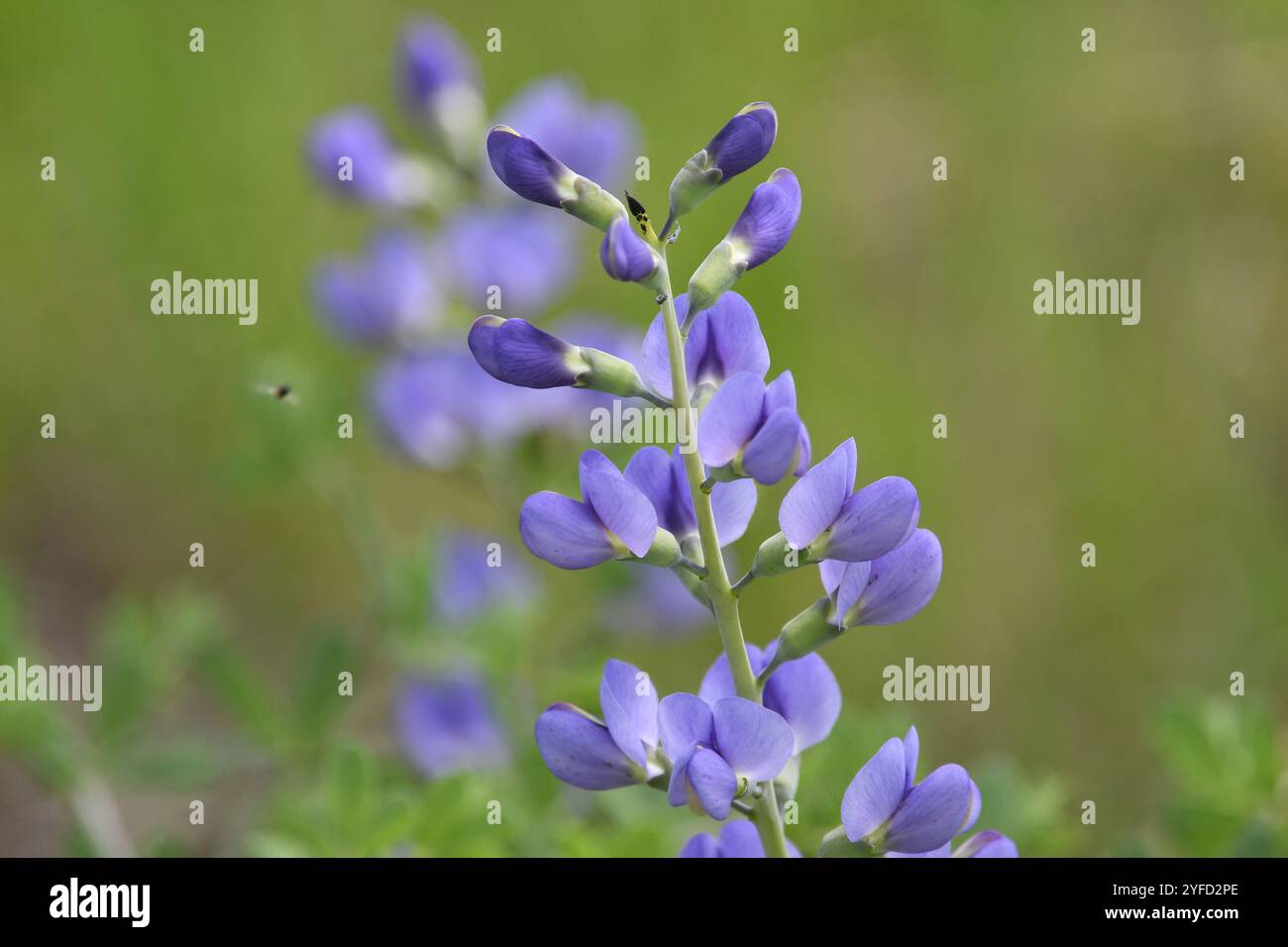 tall blue wild indigo (Baptisia australis Stock Photo - Alamy