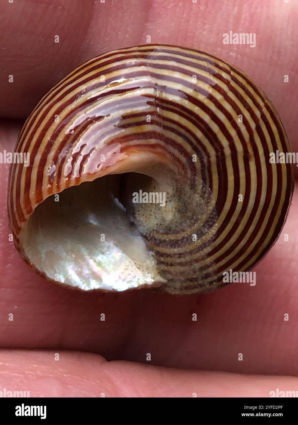 Blue ringed top snail hi-res stock photography and images - Alamy