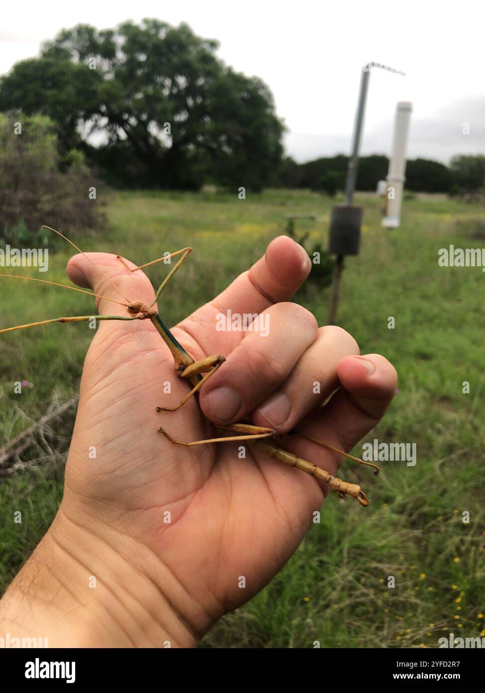 Giant Walkingstick (Megaphasma denticrus Stock Photo - Alamy