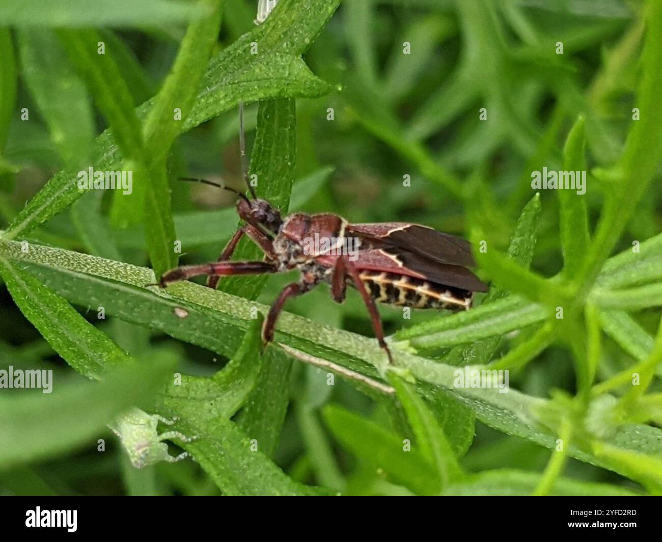 Apiomerus spissipes hi-res stock photography and images - Alamy