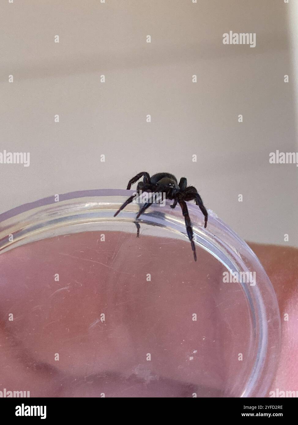 Eastern Parson Spider (Herpyllus ecclesiasticus Stock Photo - Alamy