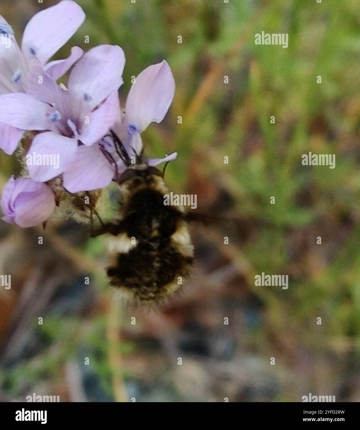 Greater Bee Flies (Bombylius Stock Photo - Alamy