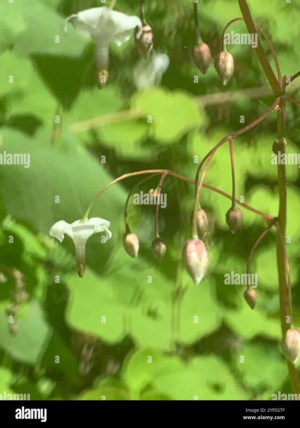 White Inside-out Flower (Vancouveria hexandra Stock Photo - Alamy