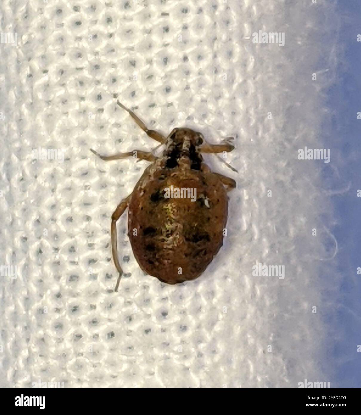 True Bugs, Hoppers, Aphids, and allies (Hemiptera Stock Photo - Alamy