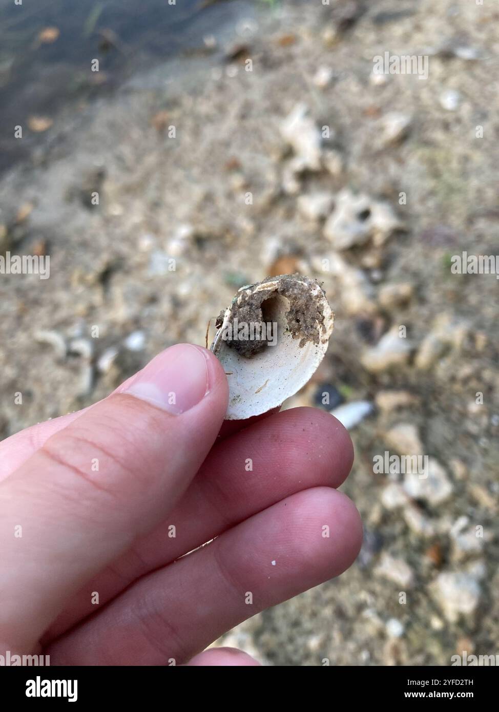 Asian Clam (Corbicula fluminea Stock Photo - Alamy
