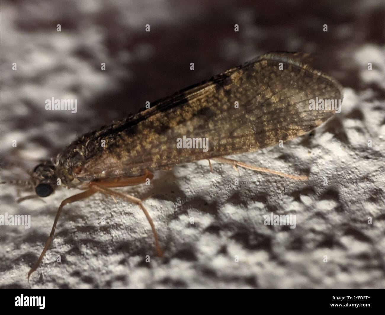 Net-spinning Caddisflies (Hydropsychidae Stock Photo - Alamy