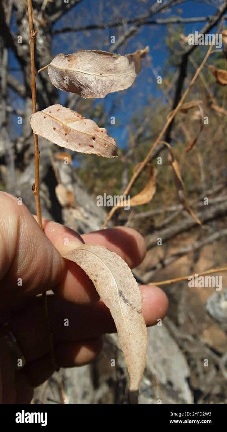Willow Bead Gall Mite (Aculus tetanothrix Stock Photo - Alamy