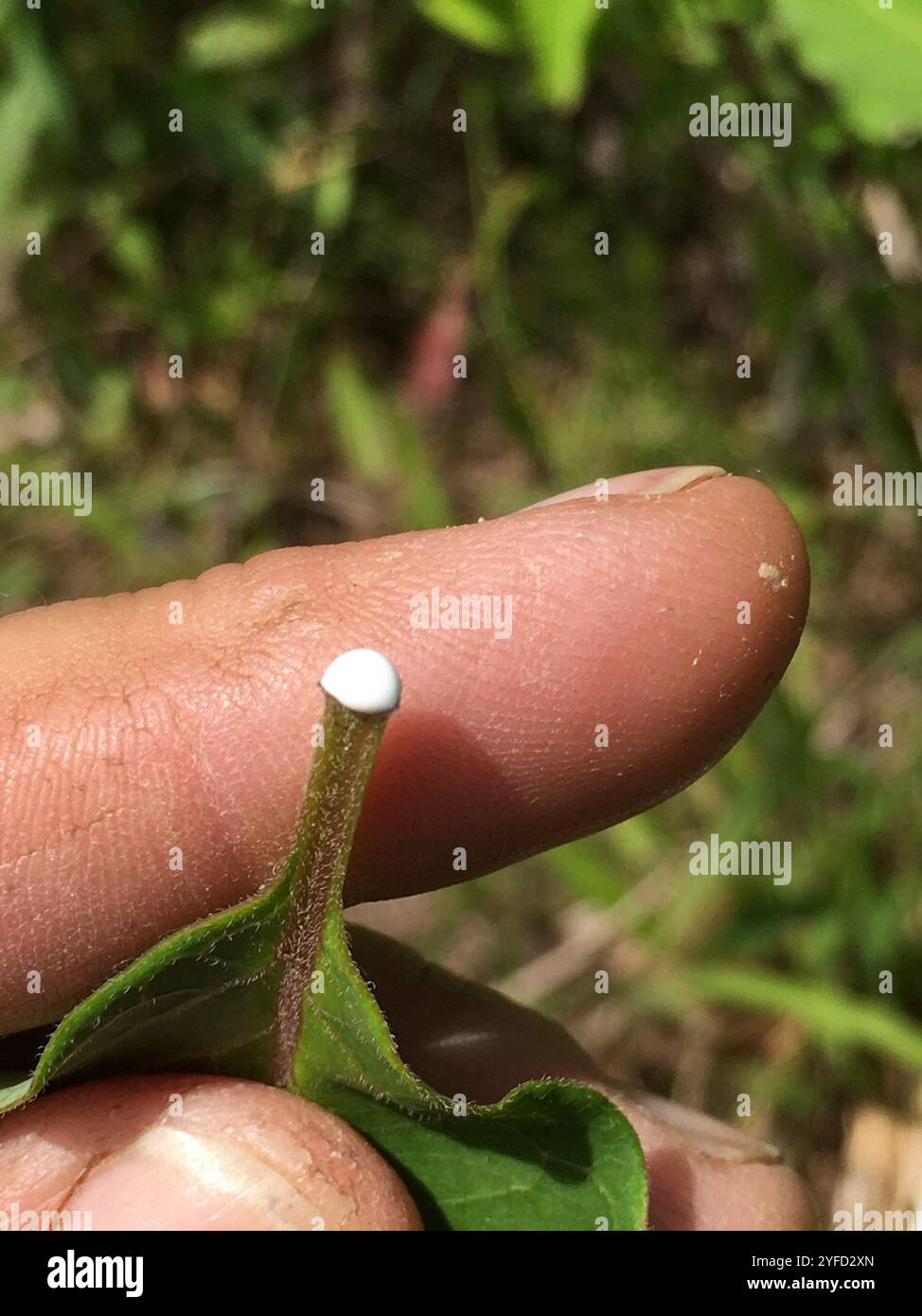 redring milkweed (Asclepias variegata Stock Photo - Alamy