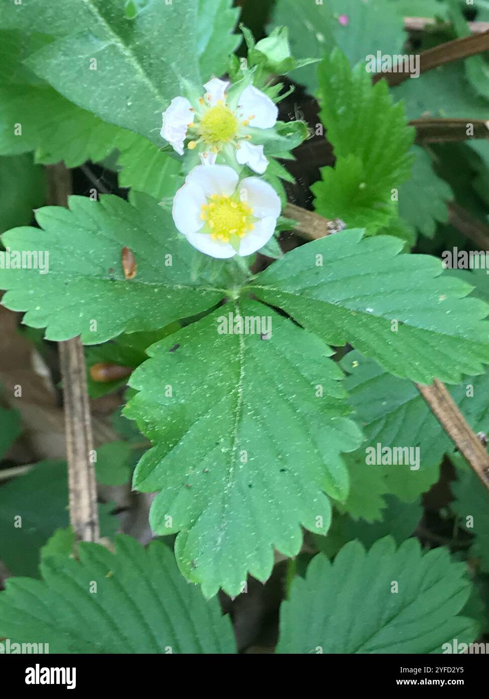 Virginia strawberry (Fragaria virginiana Stock Photo - Alamy