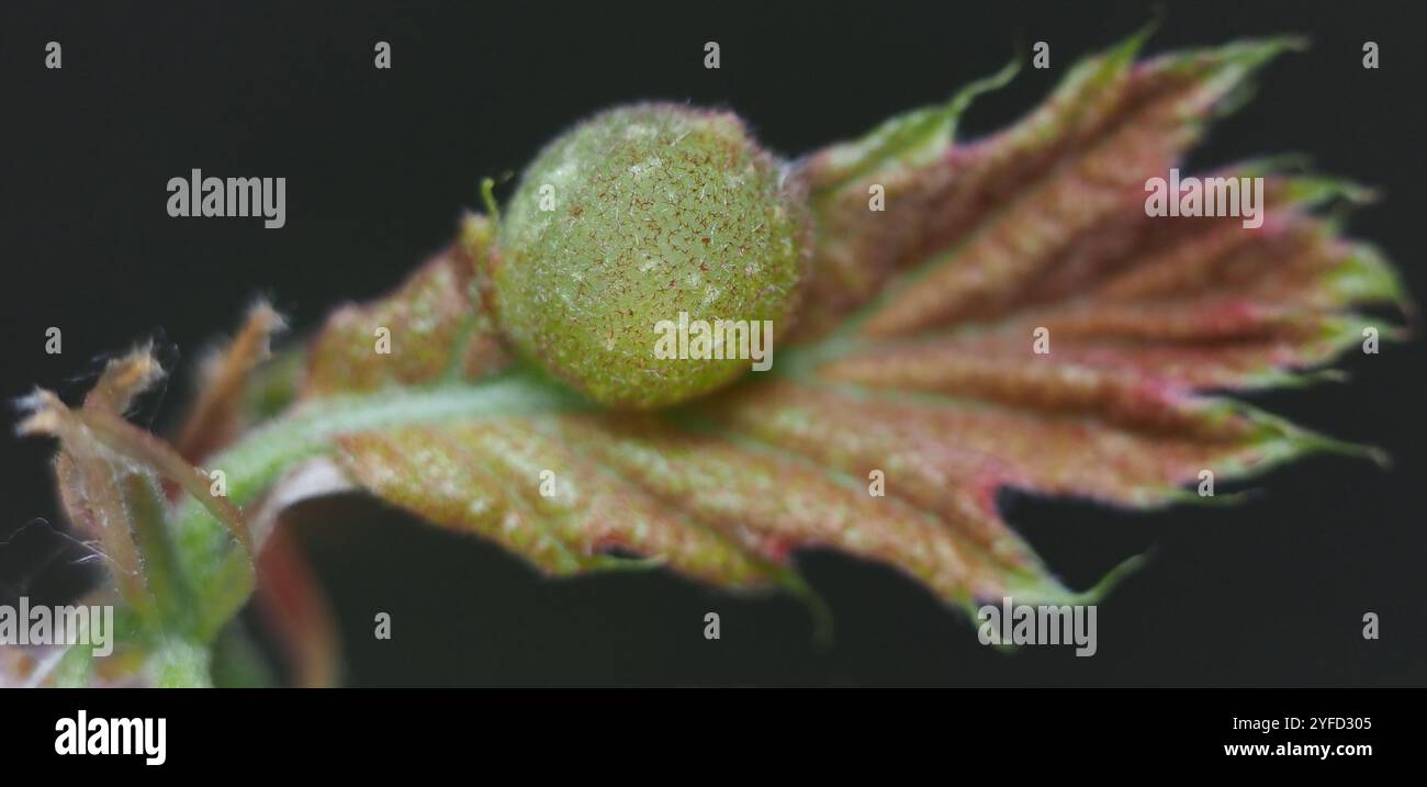 Succulent Oak Gall Wasp (Dryocosmus quercuspalustris Stock Photo - Alamy