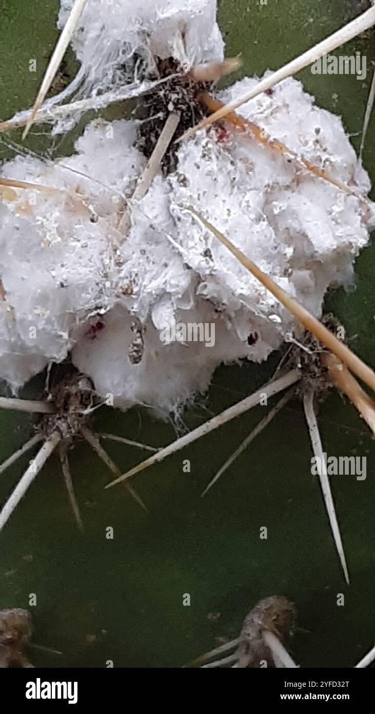 American cochineal bug (Dactylopius confusus Stock Photo - Alamy